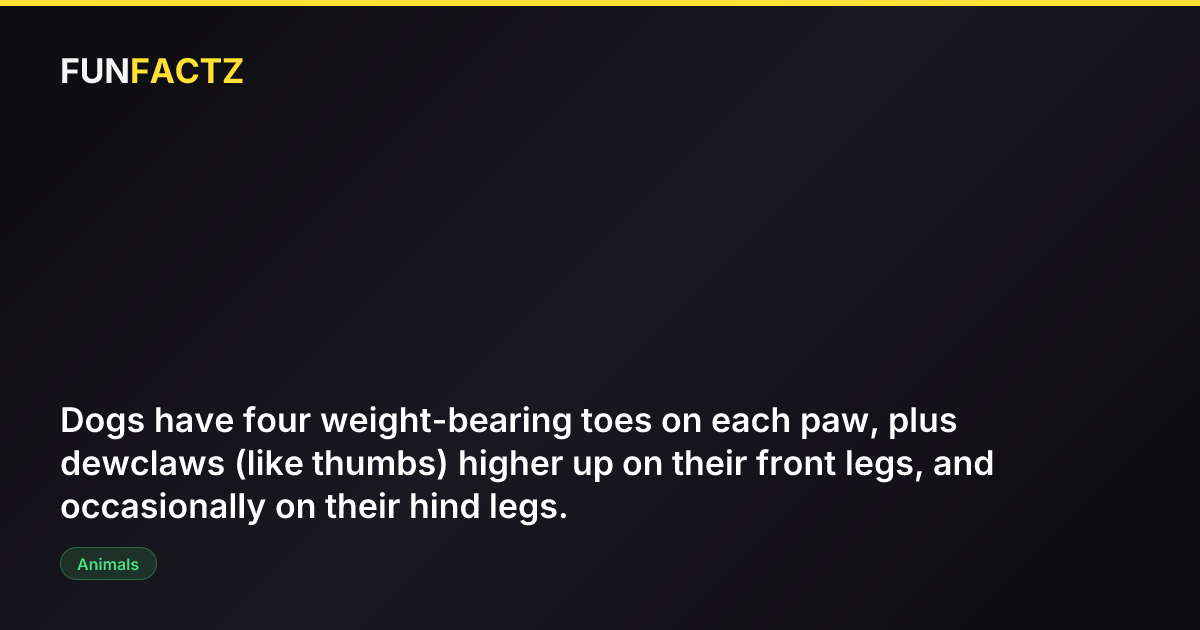 Debunked: Dog Toes: Front vs Hind Paws Myth Busted | Fun Facts