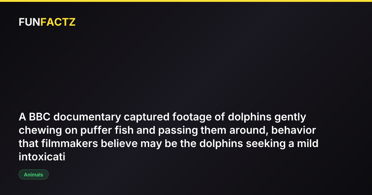 Dolphins Chewing Puffer Fish - Getting High? | Fun Facts