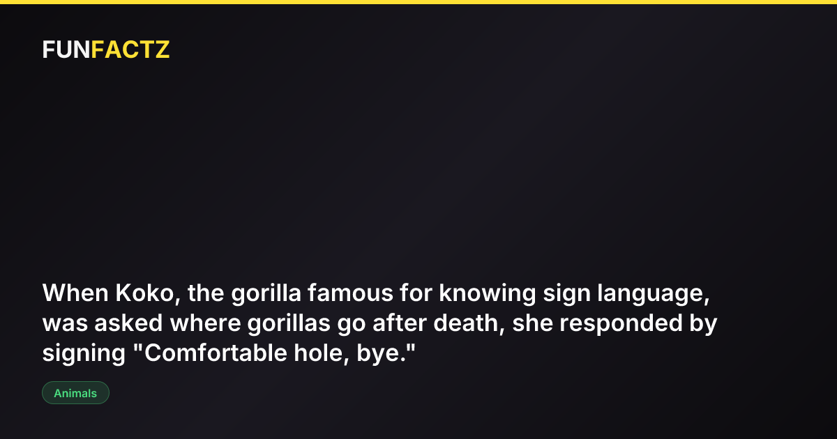 Koko the Gorilla's Response About Death | Fun Facts