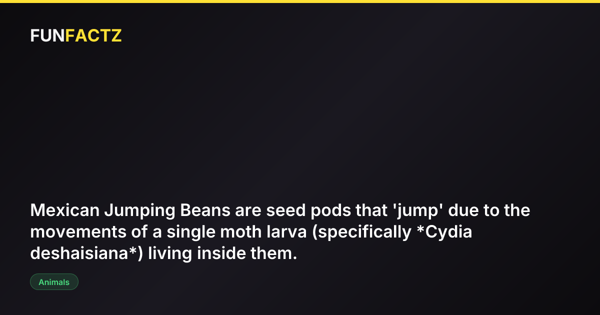 Mexican Jumping Beans | Fun Facts