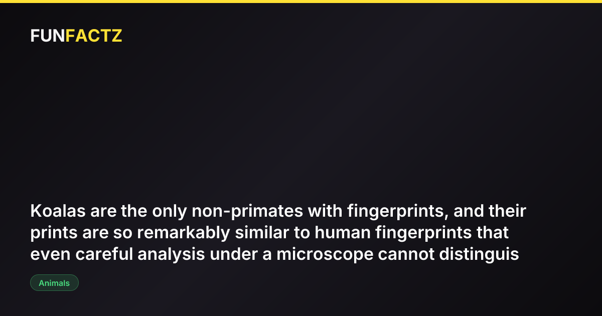 Koalas Have Human-Like Fingerprints | Fun Facts