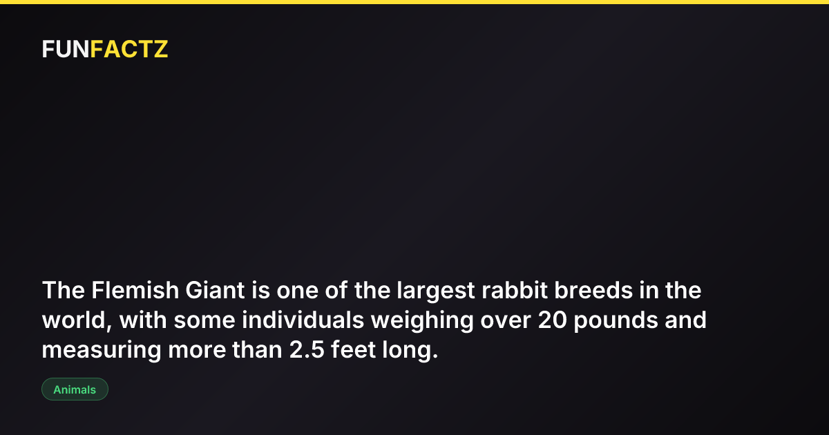 Flemish Giant Rabbits Are Massive | Fun Facts