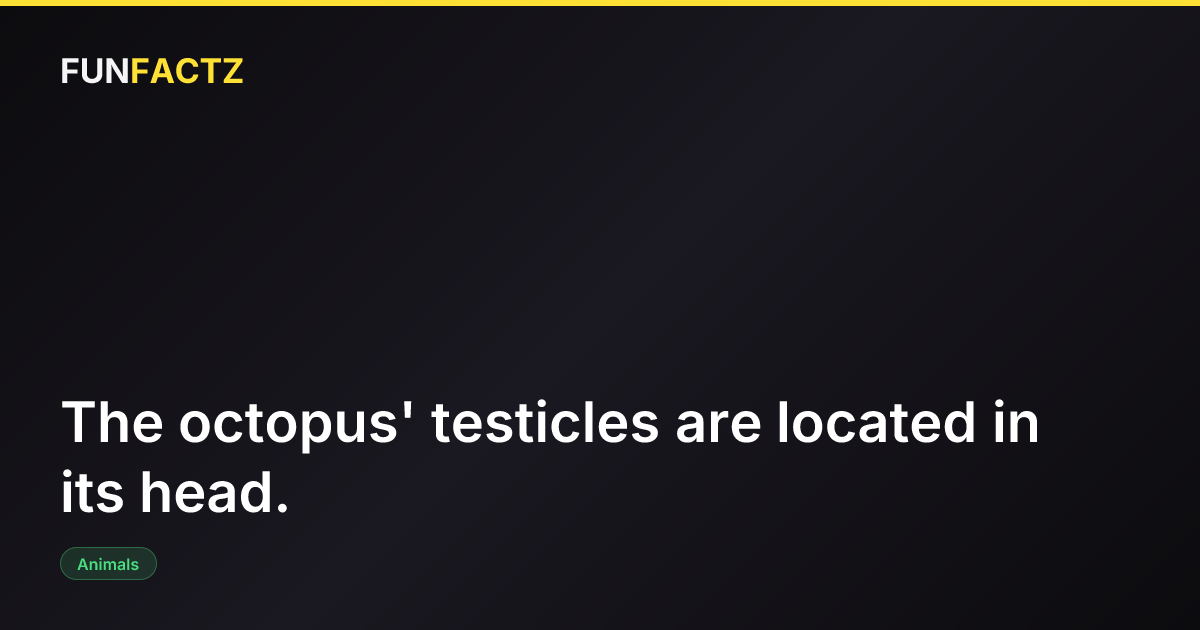Debunked: Octopus Testicle Location Myth Debunked | Fun Facts