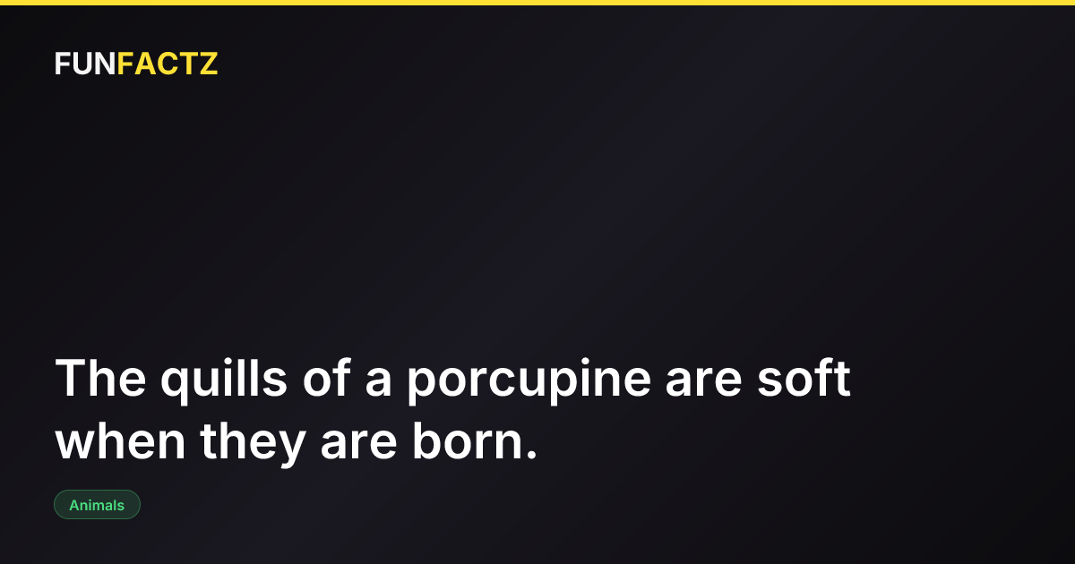 Baby Porcupines Have Soft Quills at Birth | Fun Facts