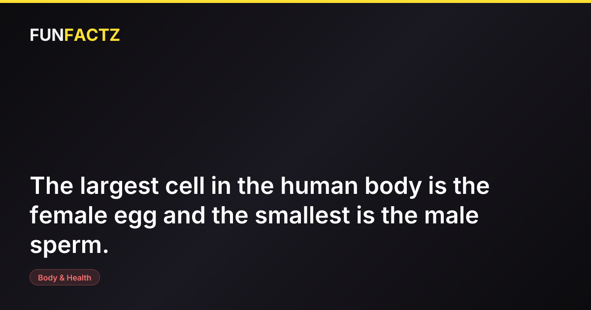 Human Egg vs Sperm: Largest and Smallest Cells | Fun Facts
