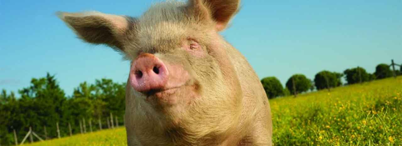 Drunk Pig Fights Cow After 18 Beers | Fun Facts