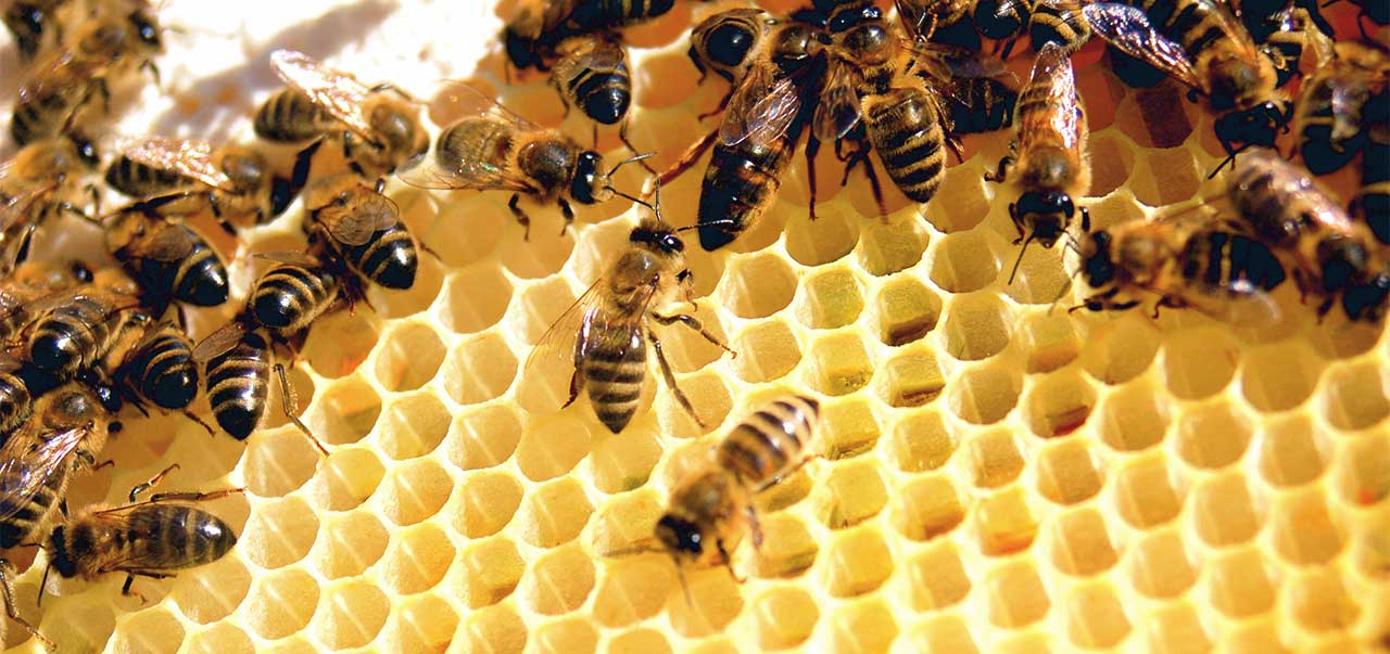 Bee Cuddle Death: How Colonies Kill Their Queens | Fun Facts