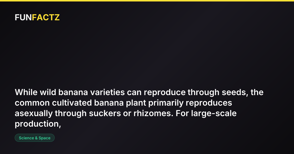 Banana Plant Propagation: A Human Endeavor | Fun Facts